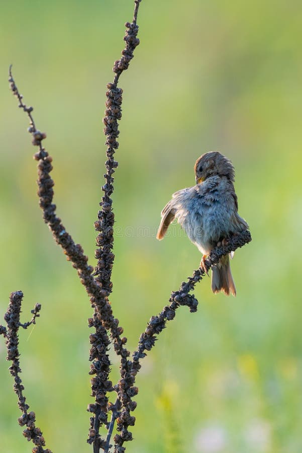 Corn Bunting or Miliaria Calandra is Sitting and Cleans Feathers on ...