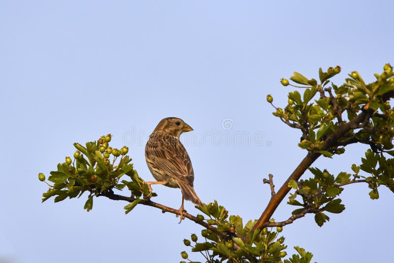 Corn Bunting Miliaria Calandra Stock Photo - Image of animal, birds ...