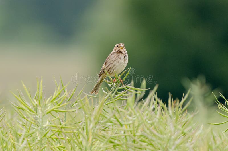 Corn Bunting Sitting on Branch Stock Photo - Image of bird, pattern ...