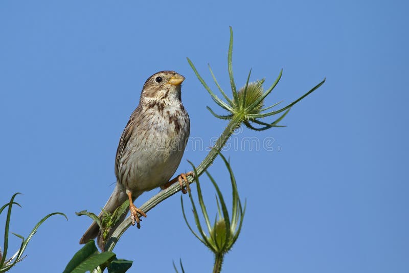 Corn Bunting on a Plant Branch Stock Image - Image of corn, animals ...