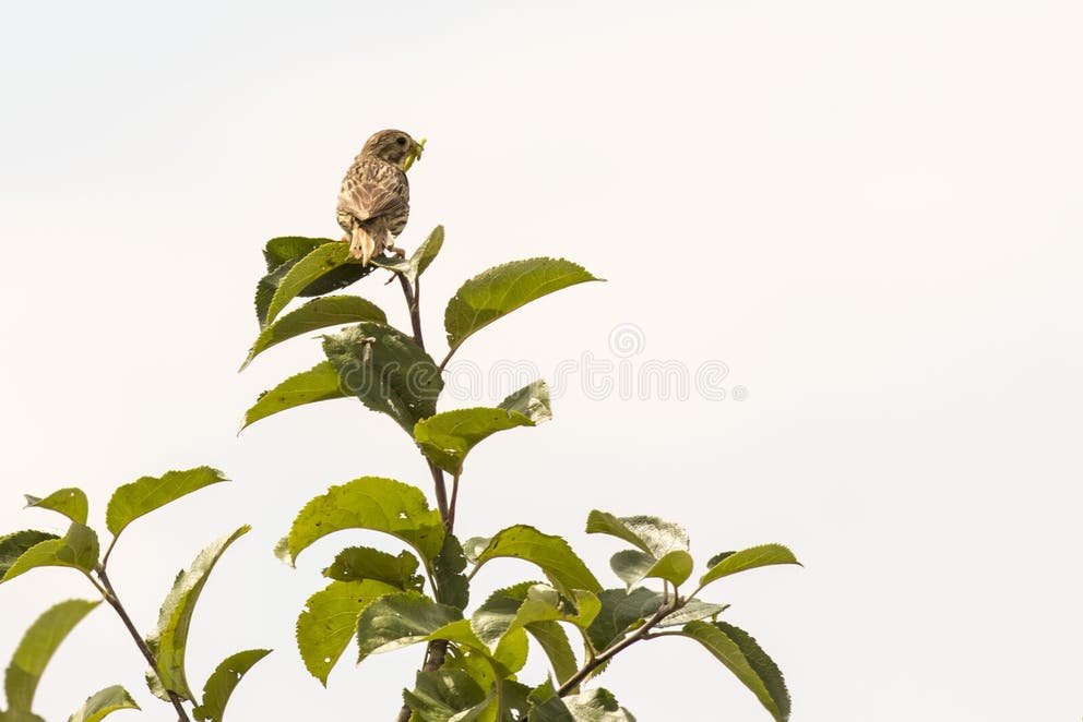 Corn Bunting Emberiza Calandra Stock Image - Image of branchlet ...