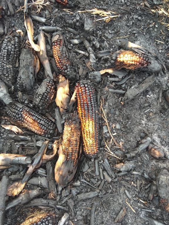 Corn burnt stock image. Image of burnet, corn, nature - 130537945