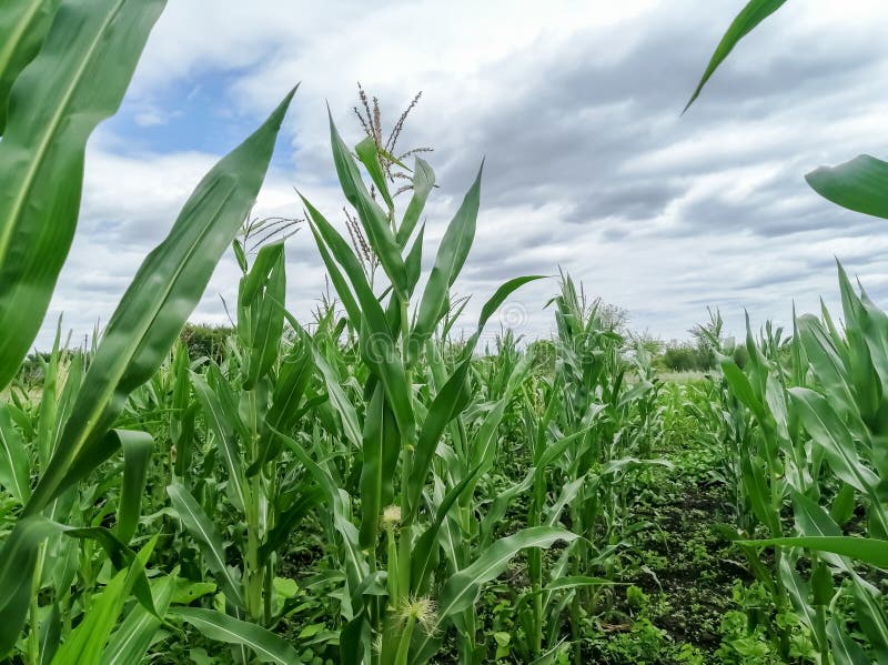 Corn Bushes. Cornfield. a Lot of Corn Ripens in the Field. Green Corn ...