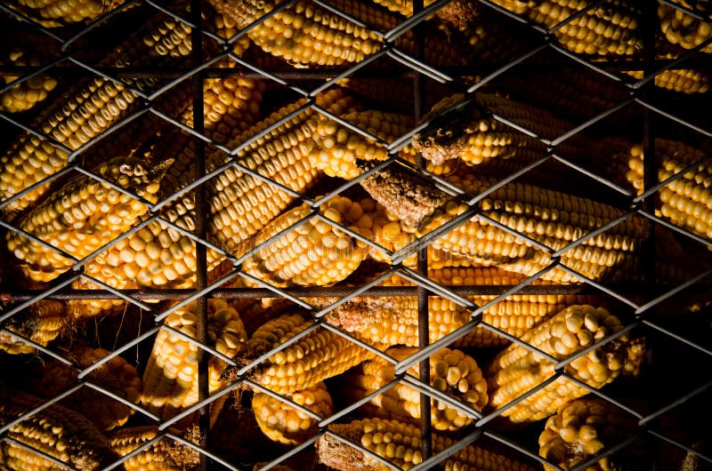 Corn in cage stock photo. Image of lightened, side, multiple - 28480842