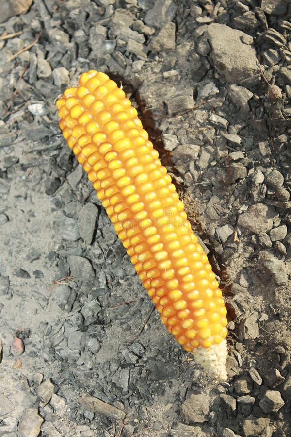 Corn and charcoal stock photo. Image of eatable, corn - 22315708
