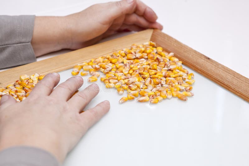 Corn stock image. Image of corn, food, manufacturing - 46284661