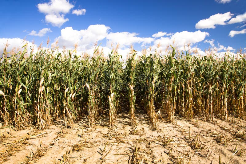 Corn cleaning stock photo. Image of cleaning, cereal - 22530624