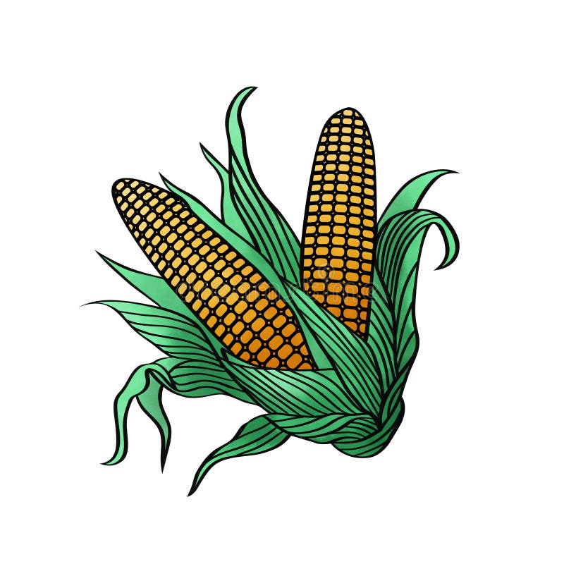 Corn Illustration. Design Element for Thanksgiving Stock Photo ...