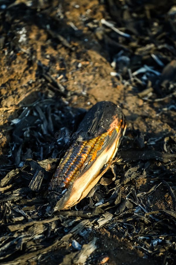 Corn Clip on an Irresponsibly Burnt Field Turned To Ashes. Burnt Corn ...