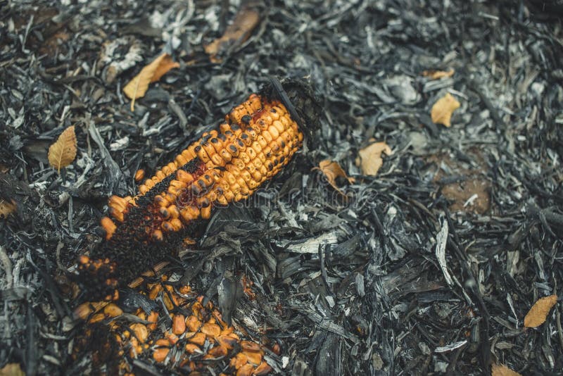 Corn Clip on an Irresponsibly Burnt Field Turned To Ashes. Burnt Corn ...