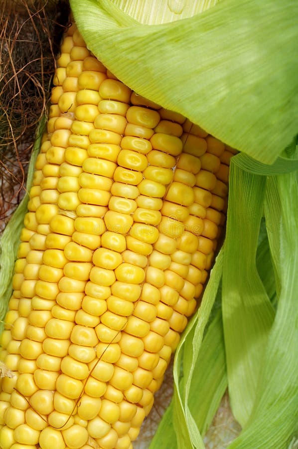Corn close up stock photo. Image of husk, green, corn - 11251726