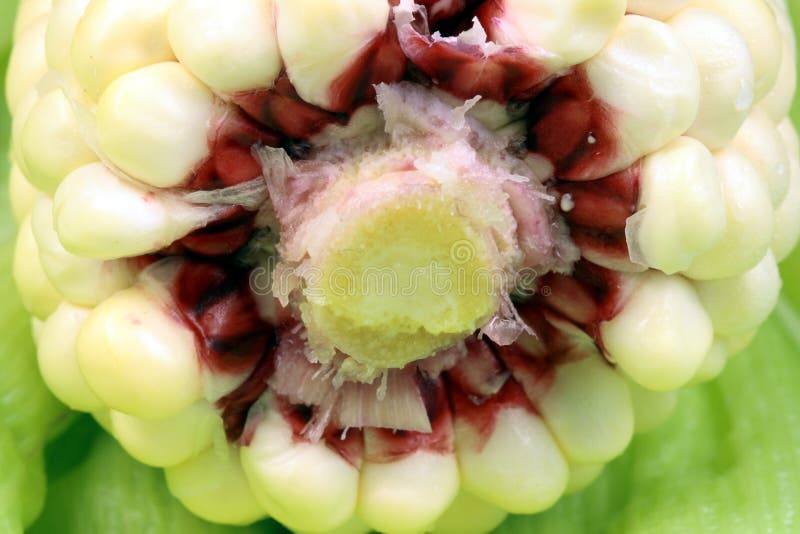 Corn close up stock image. Image of ingredients, produce - 12130649
