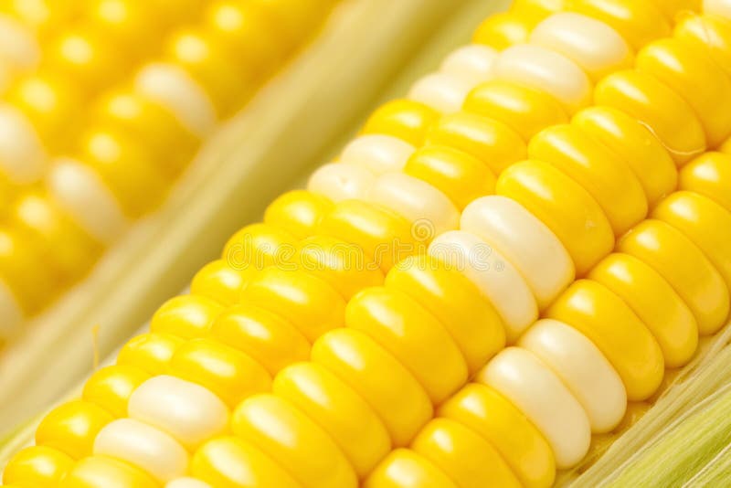 Corn, close-up. stock image. Image of maize, eating, fuel - 22181935