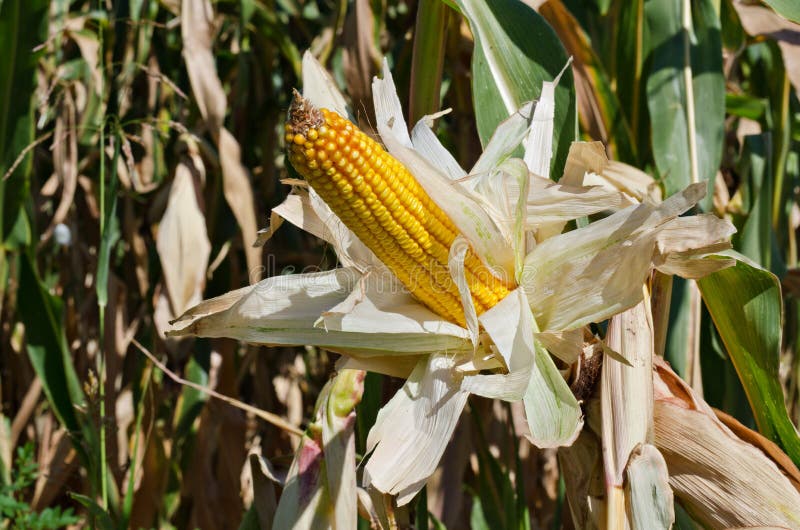Corn close-up stock photo. Image of popcorn, farm, leaf - 26423642