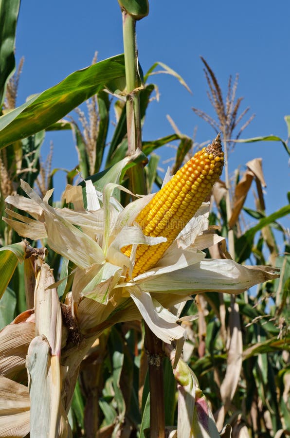 Corn close-up stock photo. Image of produce, popcorn - 26423746