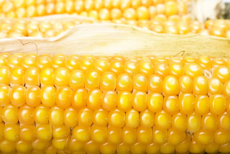 Corn Close Up Picture. Image: 7915437