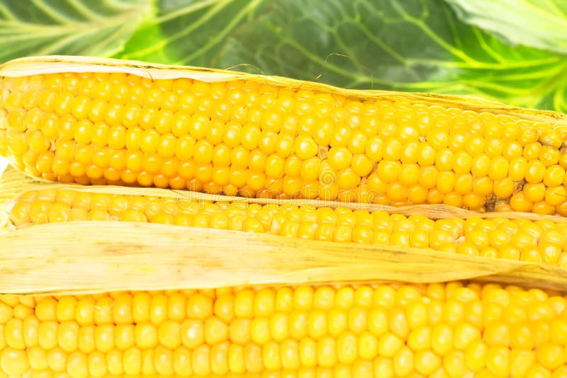 Corn Close Up Picture. Image: 8075154