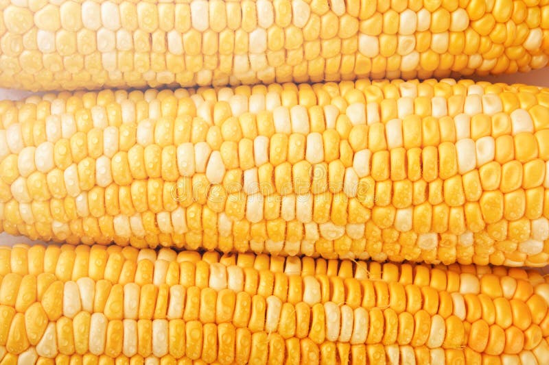 Corn Close Up. Corn Cobs with Dew Drops, Sunbeams and Glare. Top View ...