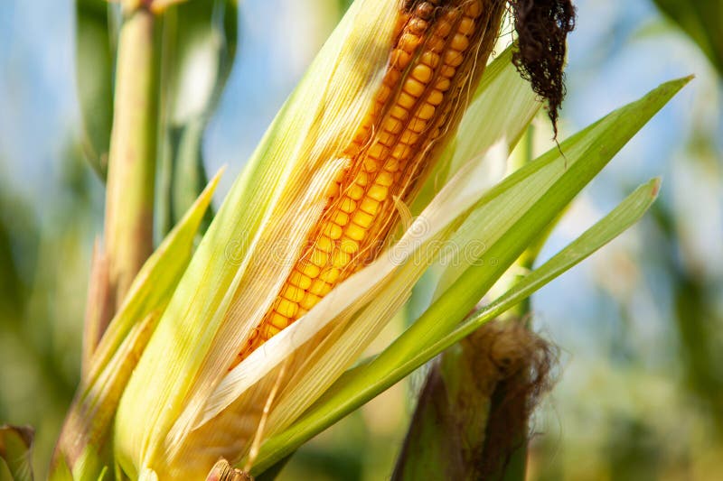 Corn, Close-up of Corn Kernels on the Cob, on the Field. Stock Image ...