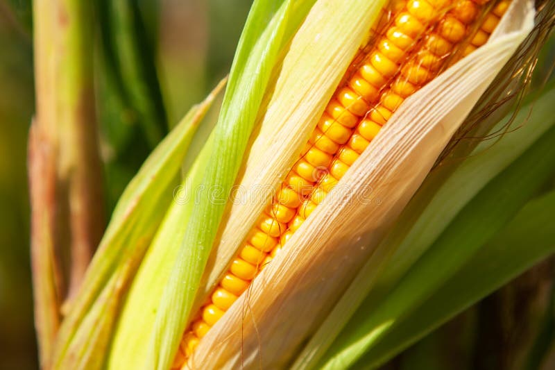 Corn, Close-up of Corn Kernels on the Cob, on the Field. Stock Photo ...