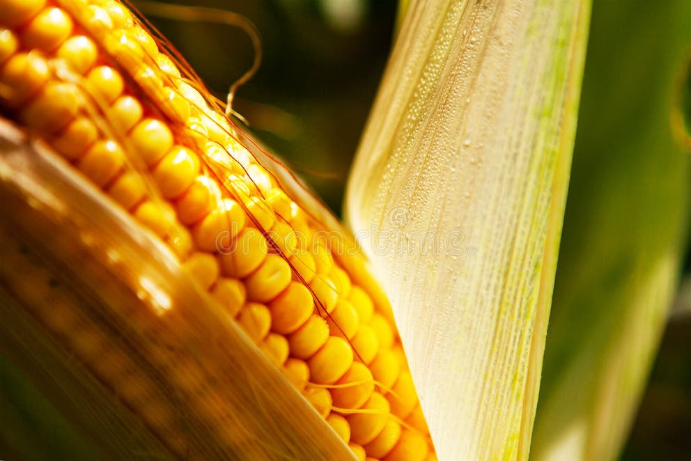 Corn, Close-up of Corn Kernels on the Cob, on the Field. Stock Photo ...