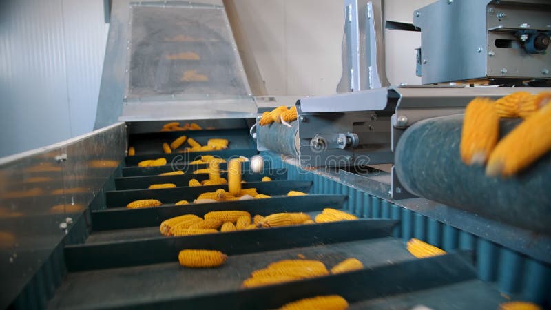 Corn. Close-up. Corn Seeds Production. Corn Processing Factory. an ...
