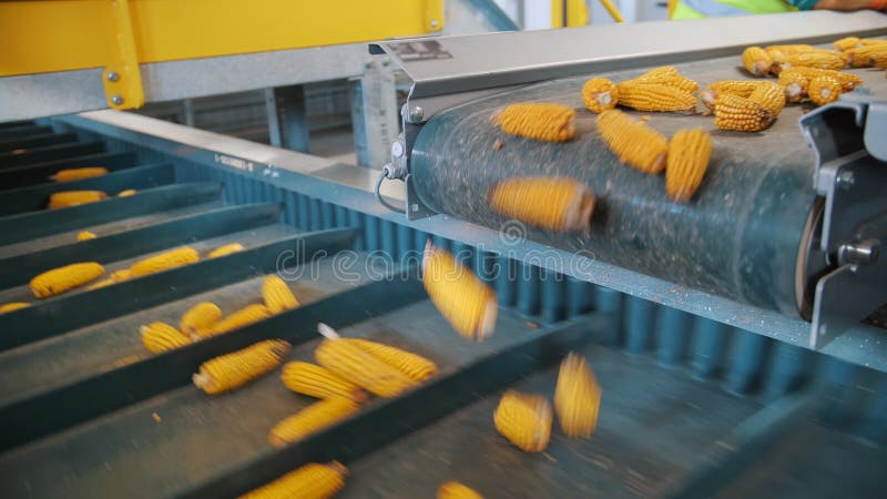 Corn. Close-up. Corn Seeds Production. Corn Processing Factory. an ...