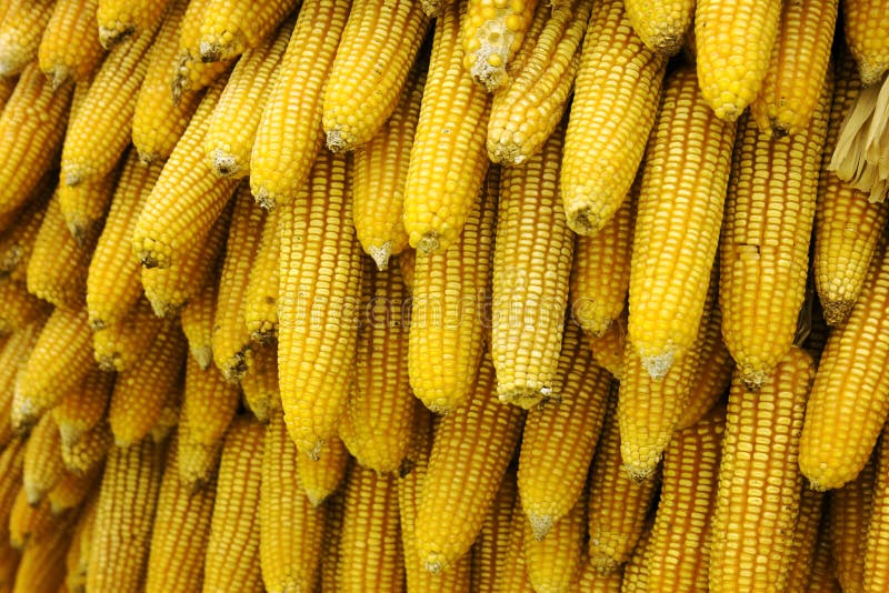 Corn Group Boiled Yellow White Black Grains Fast Tasty Snack Street ...