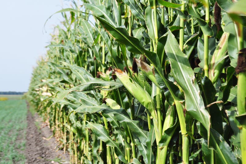 Corn in a close-up field stock photo. Image of fresh - 125604062