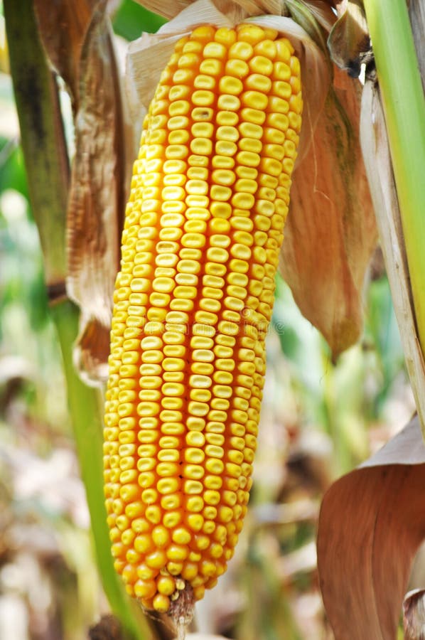 Corn in a close-up field stock image. Image of closeup - 125604175