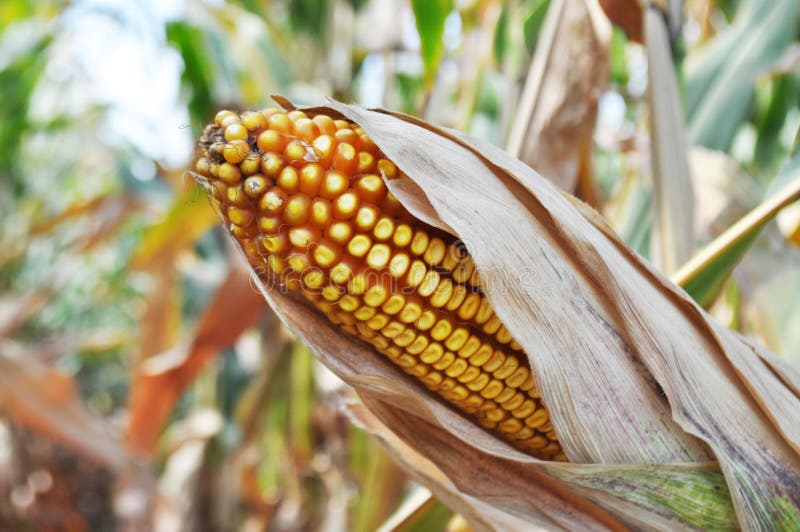 Corn in a close-up field stock image. Image of cereal - 125604329