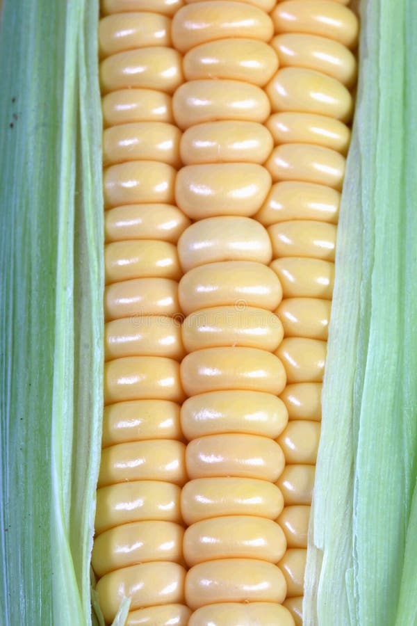Corn stock image. Image of cook, natural, culture, closeup - 32150885