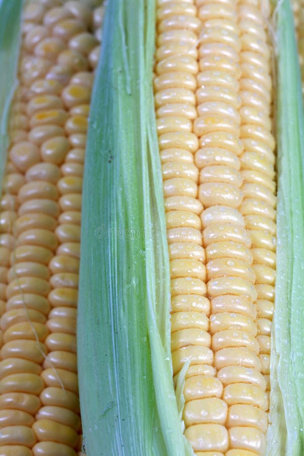 Corn stock photo. Image of nice, crop, harvest, delicious - 32151114