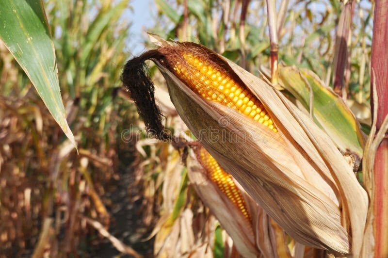 Corn in a close-up field stock image. Image of field - 125604139