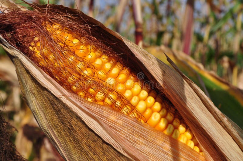 Corn in a close-up field stock image. Image of wheat - 125604187