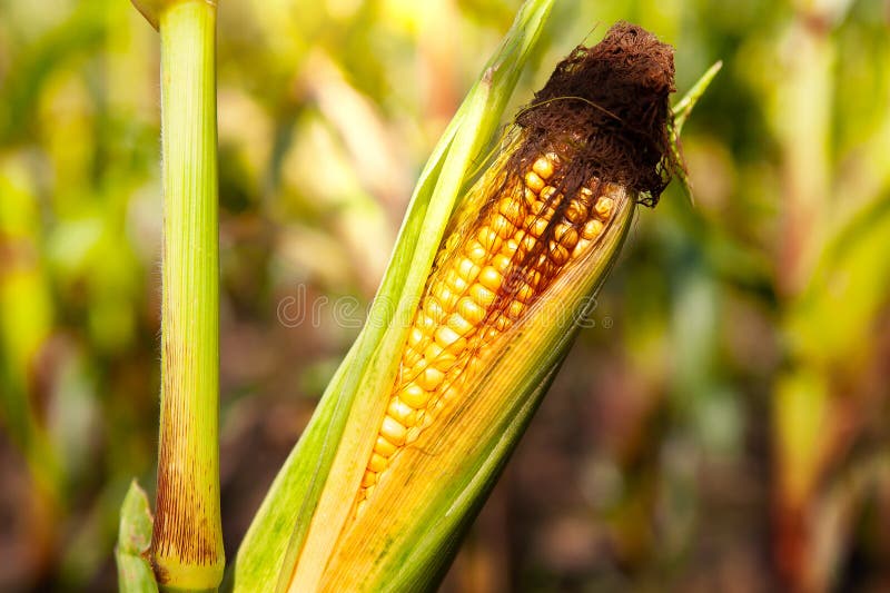 Corn, Close-up of Corn Kernels on the Cob, on the Field. Stock Photo ...