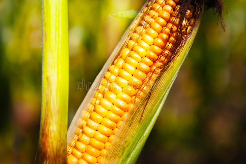 Corn, Close-up of Corn Kernels on the Cob, on the Field. Stock Photo ...