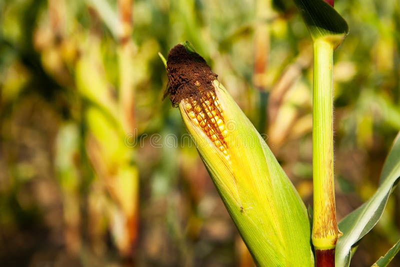 Corn, Close-up of Corn Kernels on the Cob, on the Field. Stock Photo ...