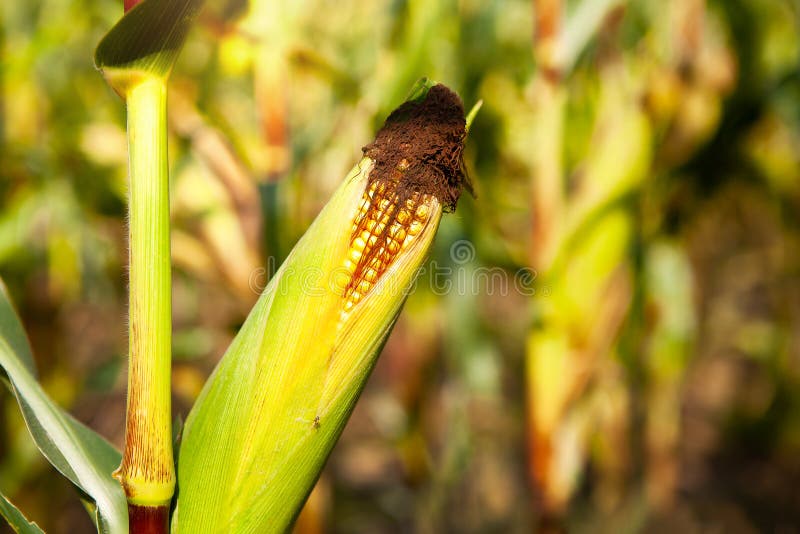 Corn, Close-up of Corn Kernels on the Cob, on the Field. Stock Image ...
