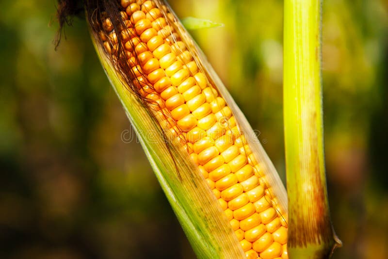 Corn, Close-up of Corn Kernels on the Cob, on the Field. Stock Photo ...