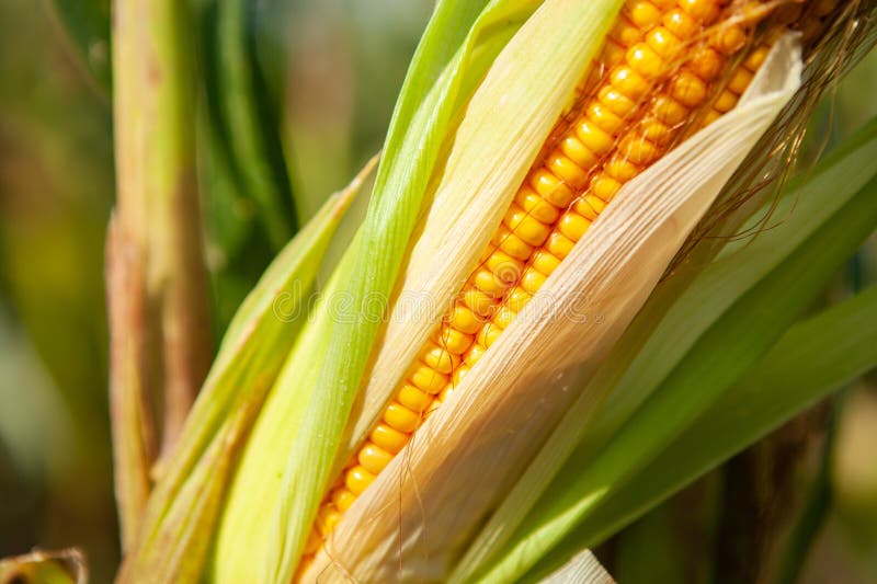 Corn, Close-up of Corn Kernels on the Cob, on the Field. Stock Image ...