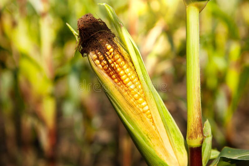 Corn, Close-up of Corn Kernels on the Cob, on the Field. Stock Photo ...