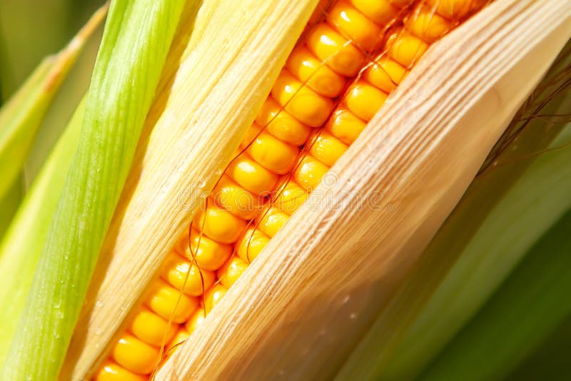 Corn, Close-up of Corn Kernels on the Cob, on the Field. Stock Photo ...