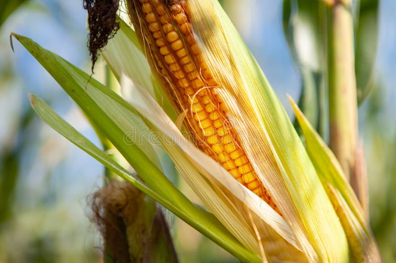 Corn, Close-up of Corn Kernels on the Cob, on the Field. Stock Image ...