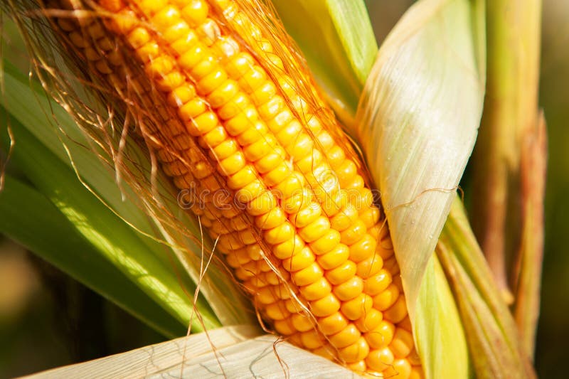 Corn, Close-up of Corn Kernels on the Cob, on the Field. Stock Photo ...