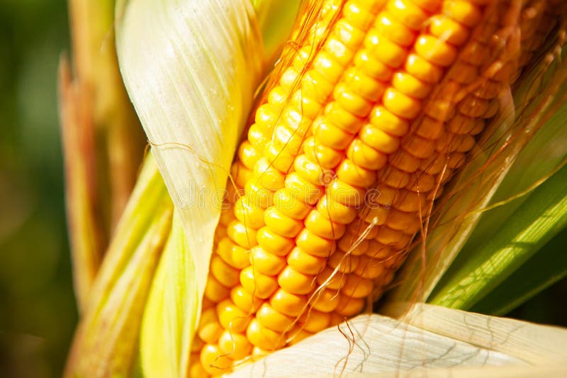 Corn, Close-up of Corn Kernels on the Cob, on the Field. Stock Photo ...