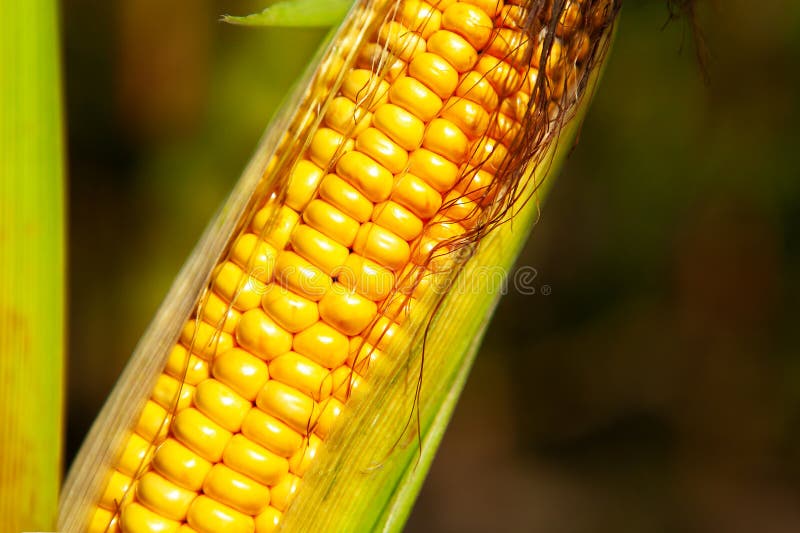Corn, Close-up of Corn Kernels on the Cob, on the Field. Stock Photo ...