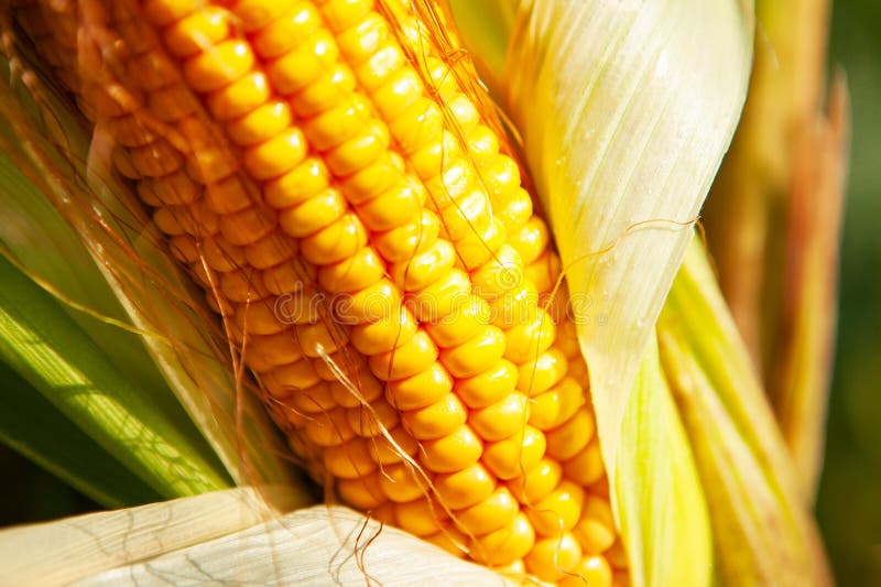 Corn, Close-up of Corn Kernels on the Cob, on the Field. Stock Photo ...