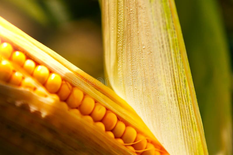 Corn, Close-up of Corn Kernels on the Cob, on the Field. Stock Image ...