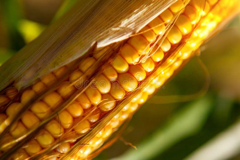 Corn, Close-up of Corn Kernels on the Cob, on the Field. Stock Image ...